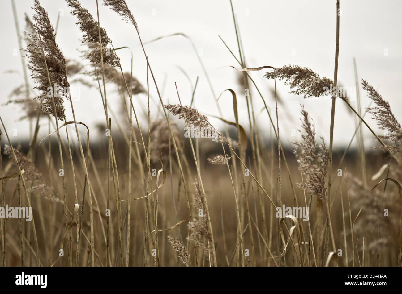 Grass moving by wind hi-res stock photography and images - Alamy