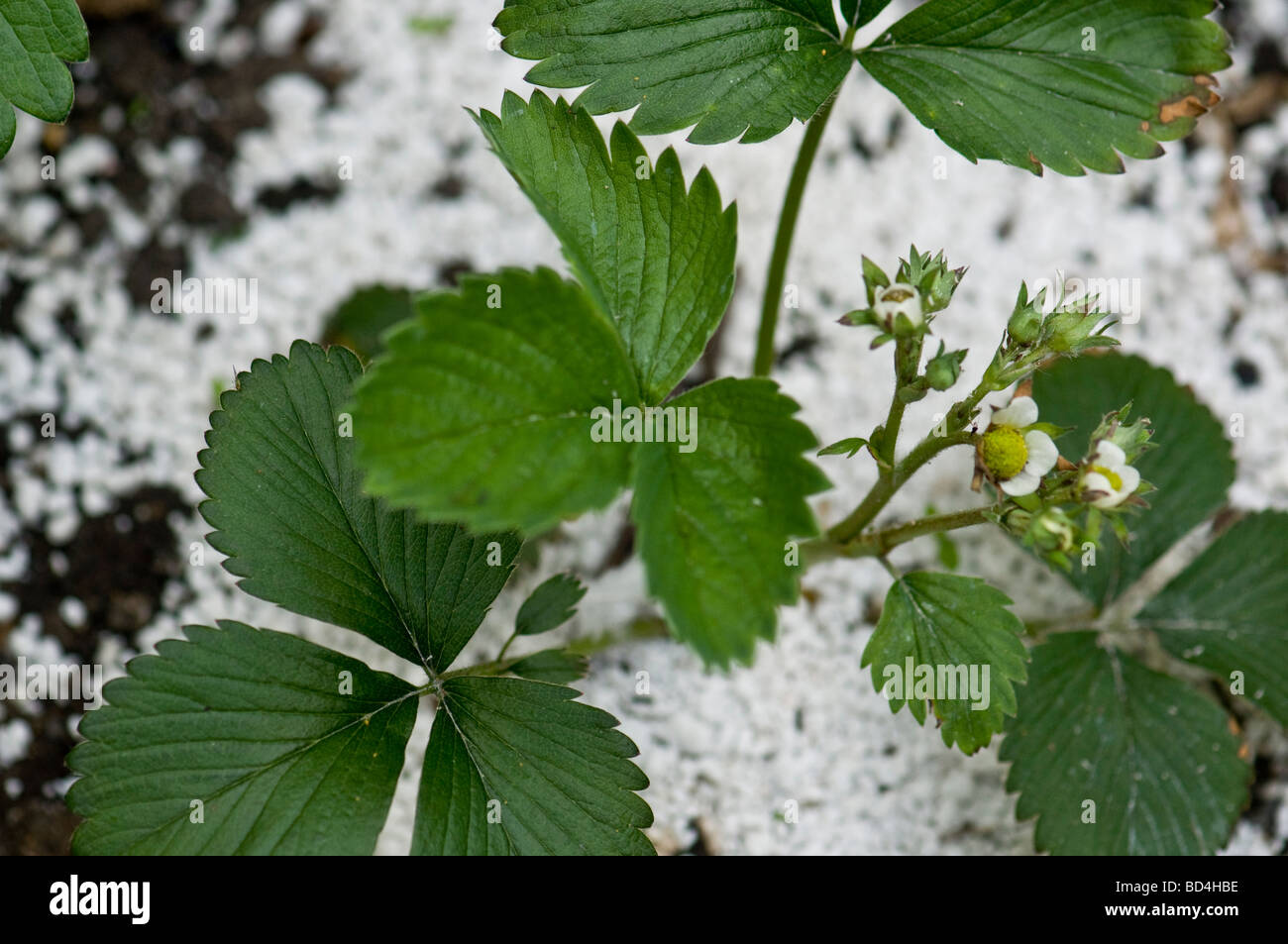 Elsanta hi-res stock photography and images - Alamy