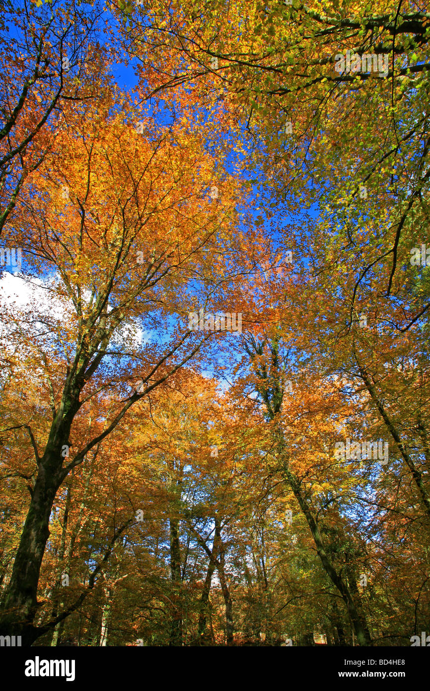 English beech forest hi-res stock photography and images - Alamy