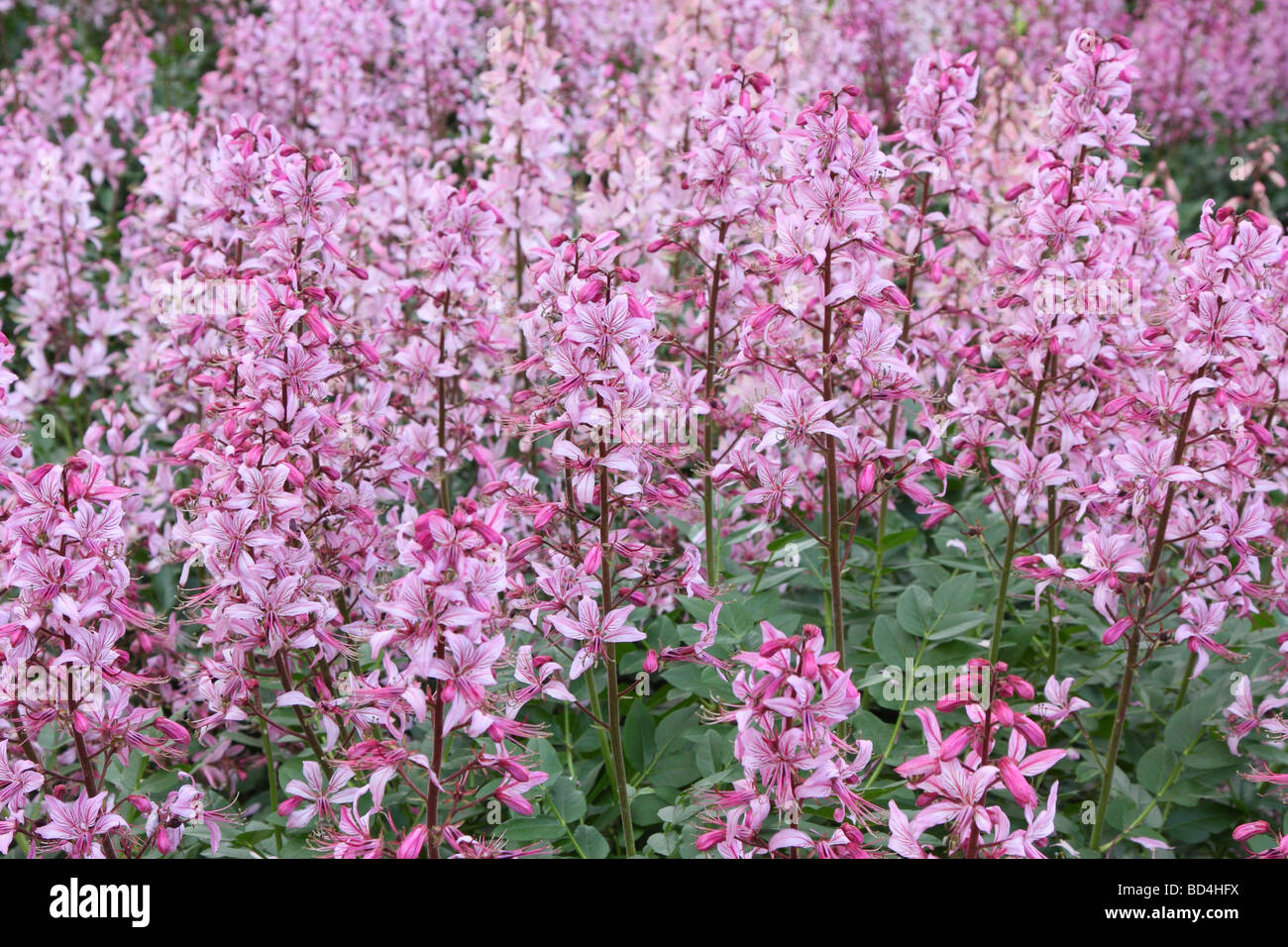 Diptam Flowers Blooming Dictamnus Albus Stock Photo - Alamy