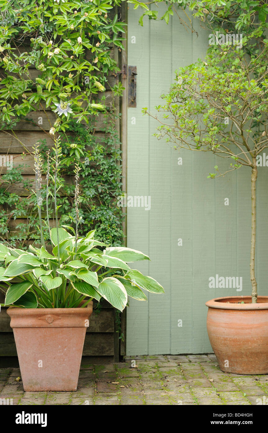 Hosta pots hi-res stock photography and images - Alamy