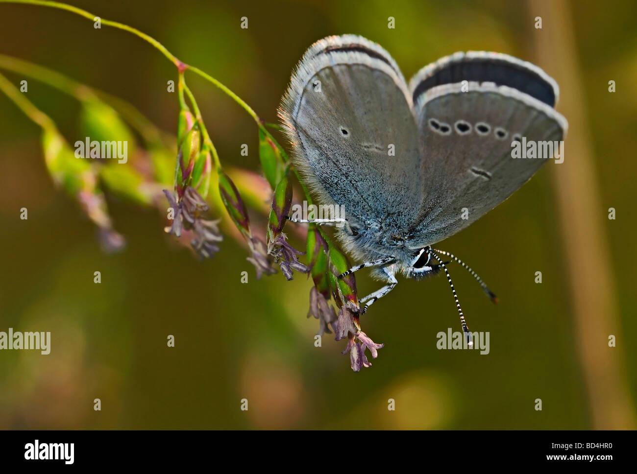 Small blue butterfly hi-res stock photography and images - Alamy