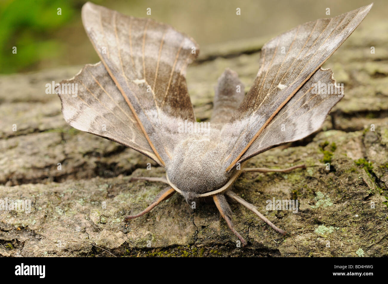 Poplar Hawk moth on bark Stock Photo - Alamy