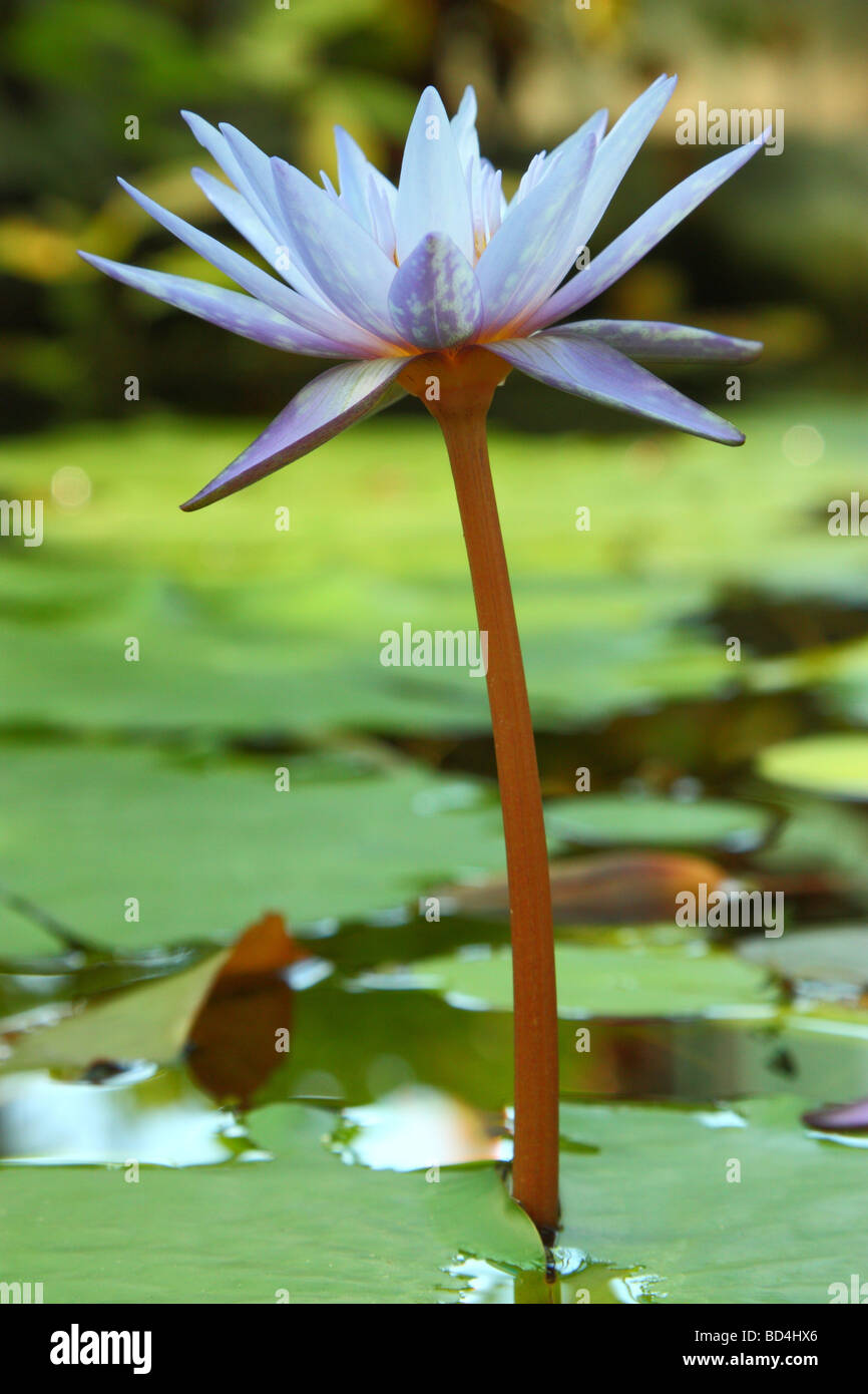 Purple violet lotus flower close up Stock Photo - Alamy