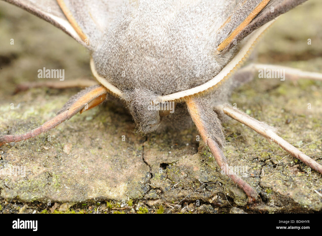 Poplar Hawk moth Stock Photo - Alamy