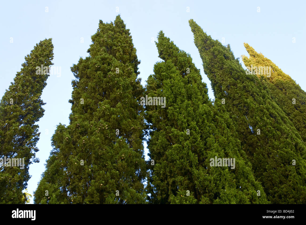 Top of thuya trees on sky background Stock Photo - Alamy