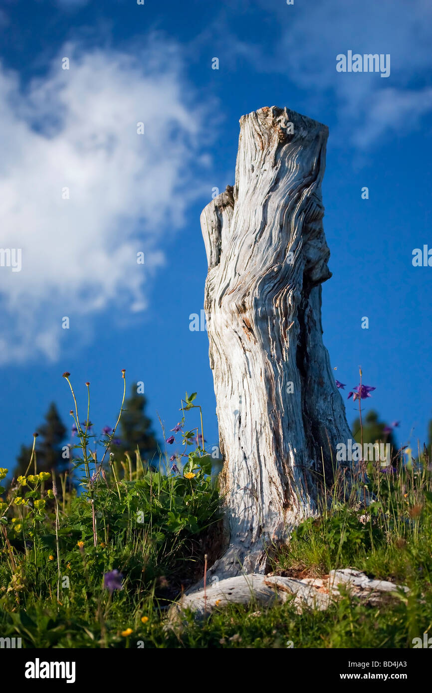 A tree stump amid wildflowers in an Alpine meadow Stock Photo - Alamy