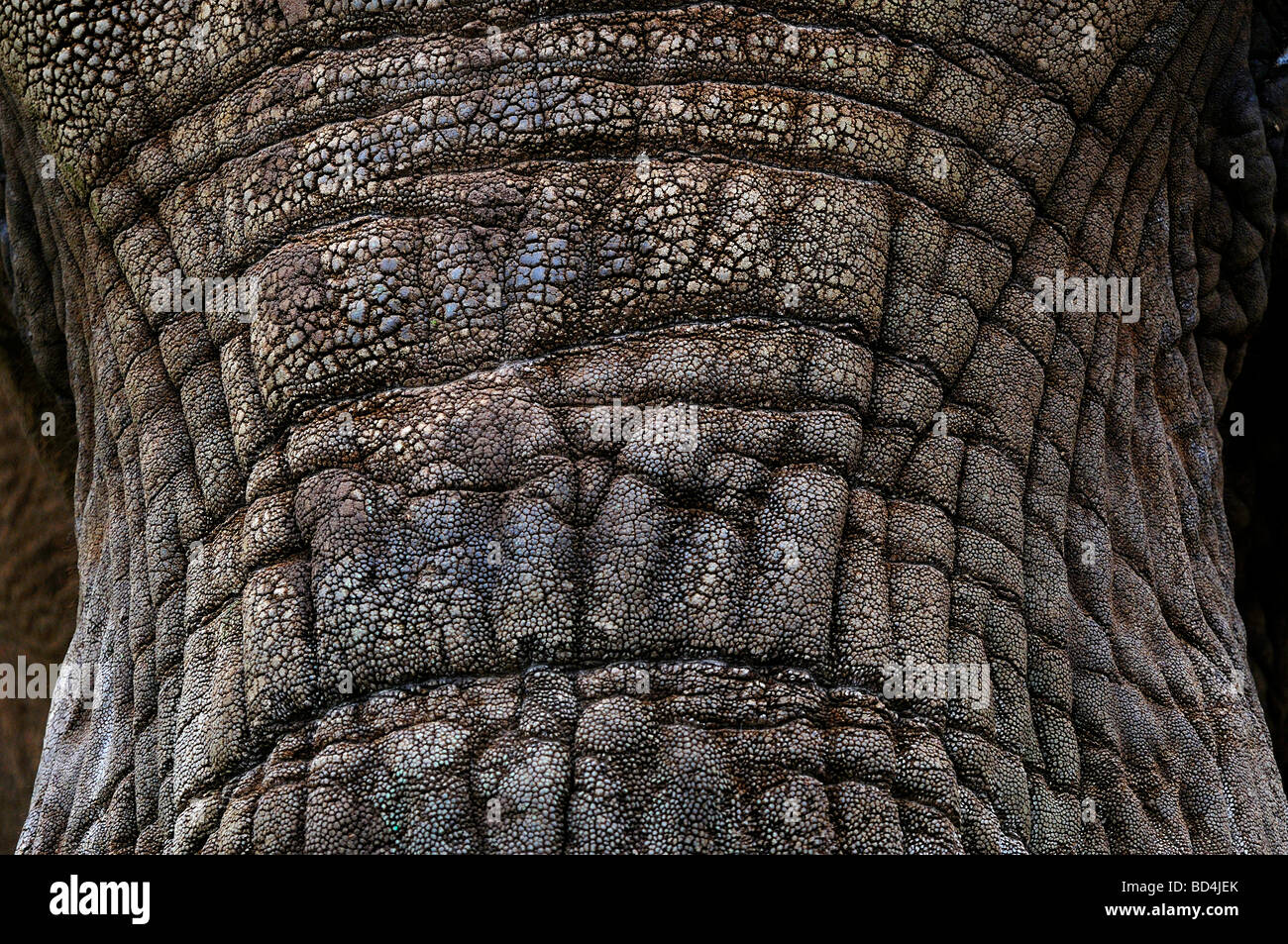 Pachydermata hi-res stock photography and images - Alamy
