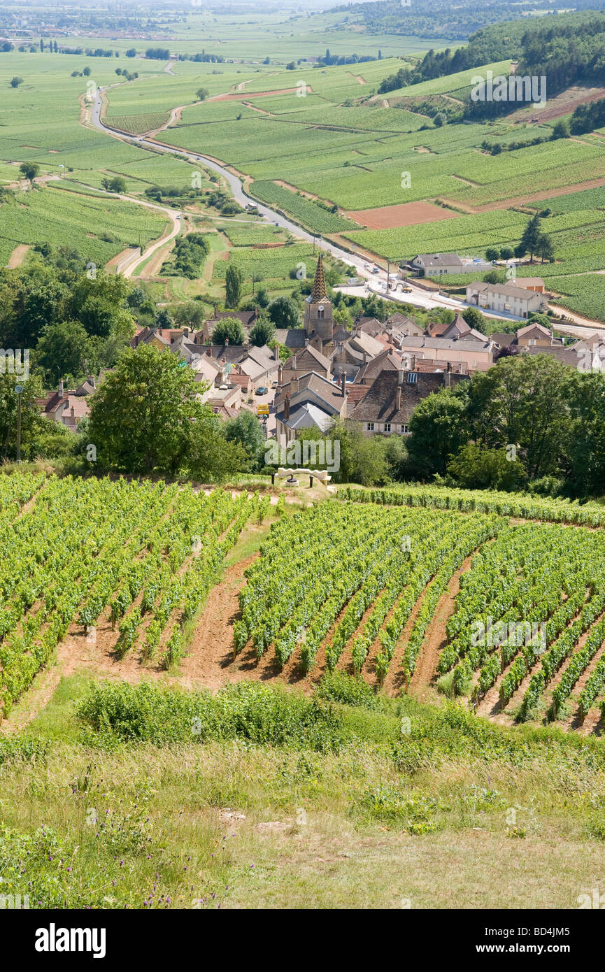 Vines on the hillside above the village of Pernand Vergelesses Cote d ...