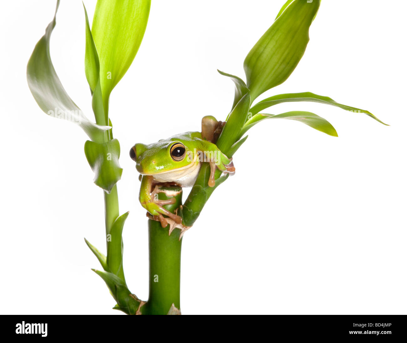 Natural frog Cut Out Stock Images & Pictures - Alamy