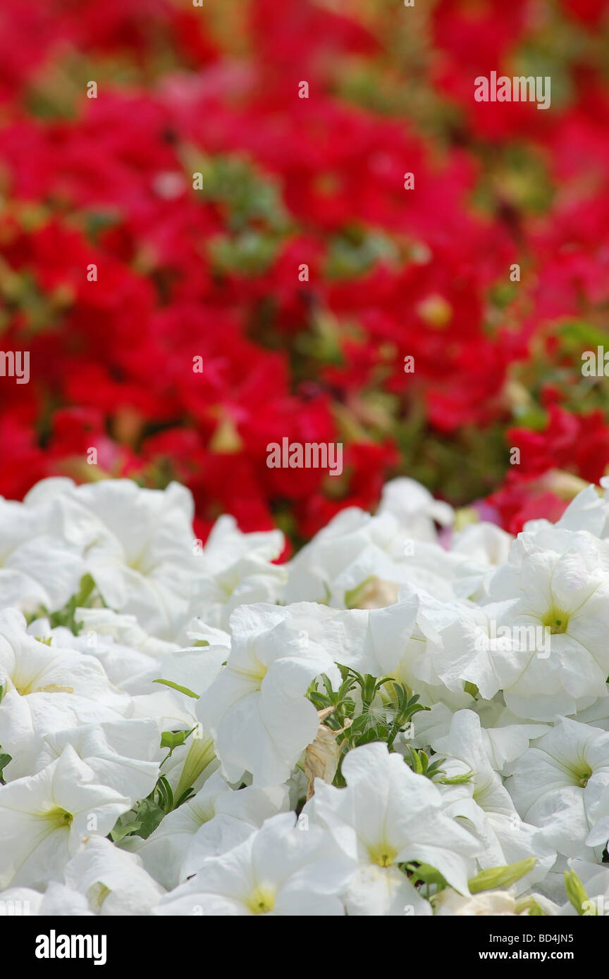 Vivid summer hi-res stock photography and images - Alamy