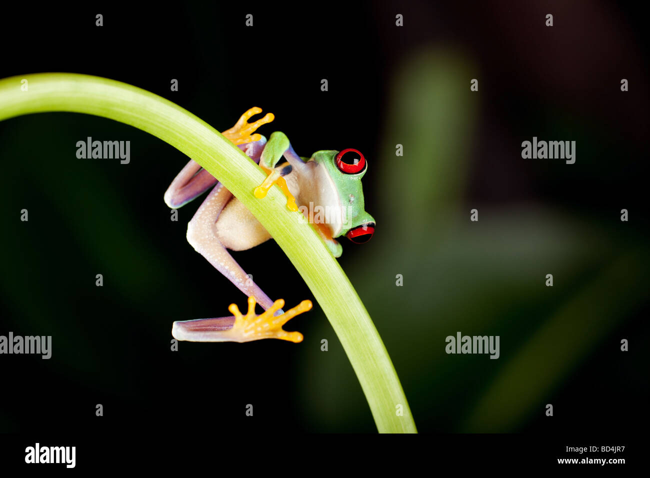 One inch red eyed tree frog climbing on a liane Stock Photo - Alamy