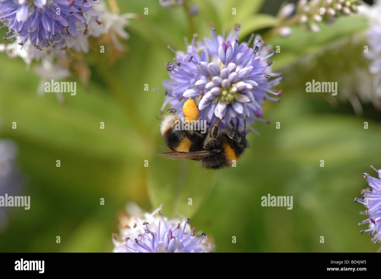 Honey Bee Collecting Nectar showing collected pollen on hind leg Stock ...