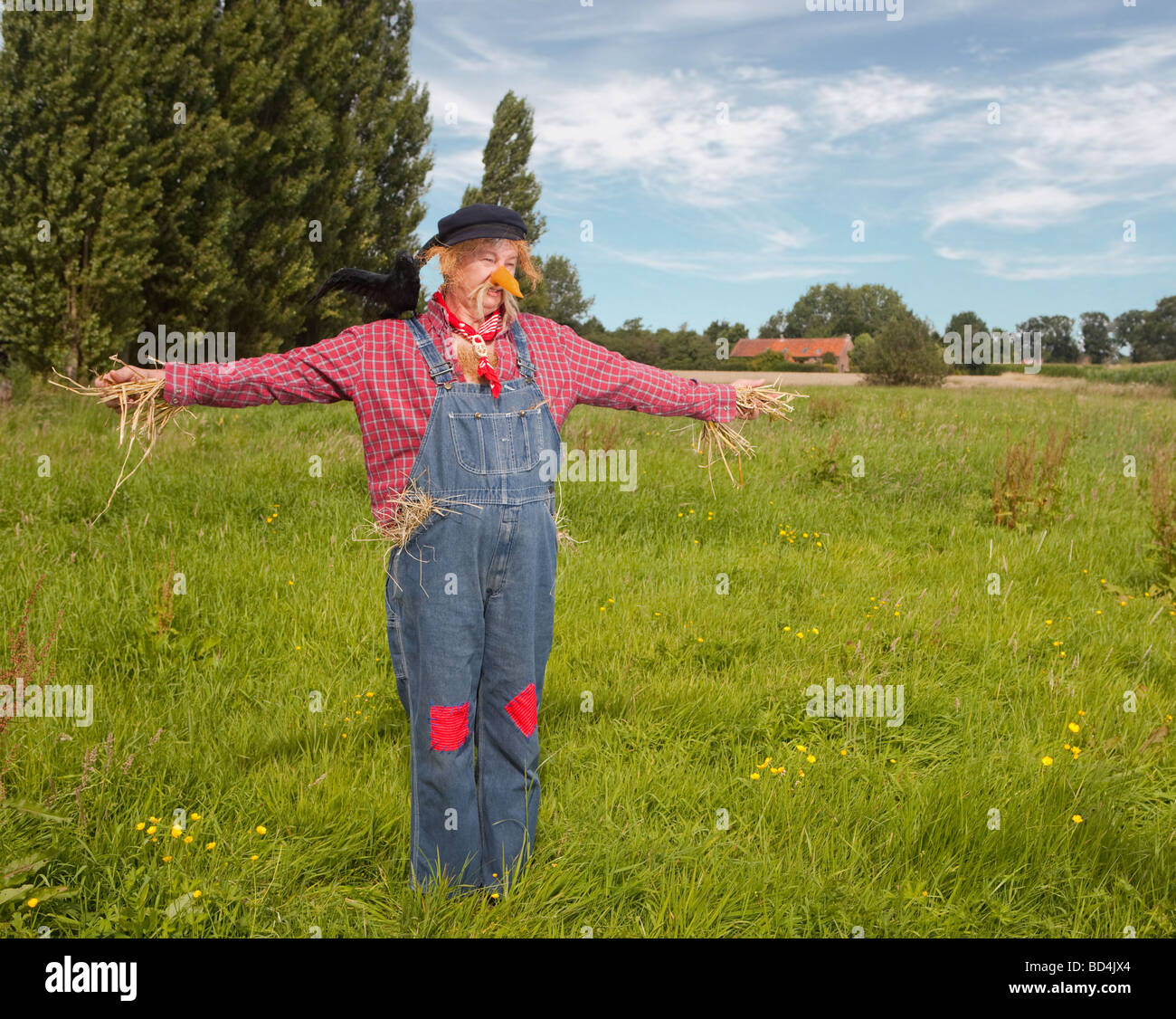 Farmer acting as a living scarecrow with a black crow on his shoulder ...