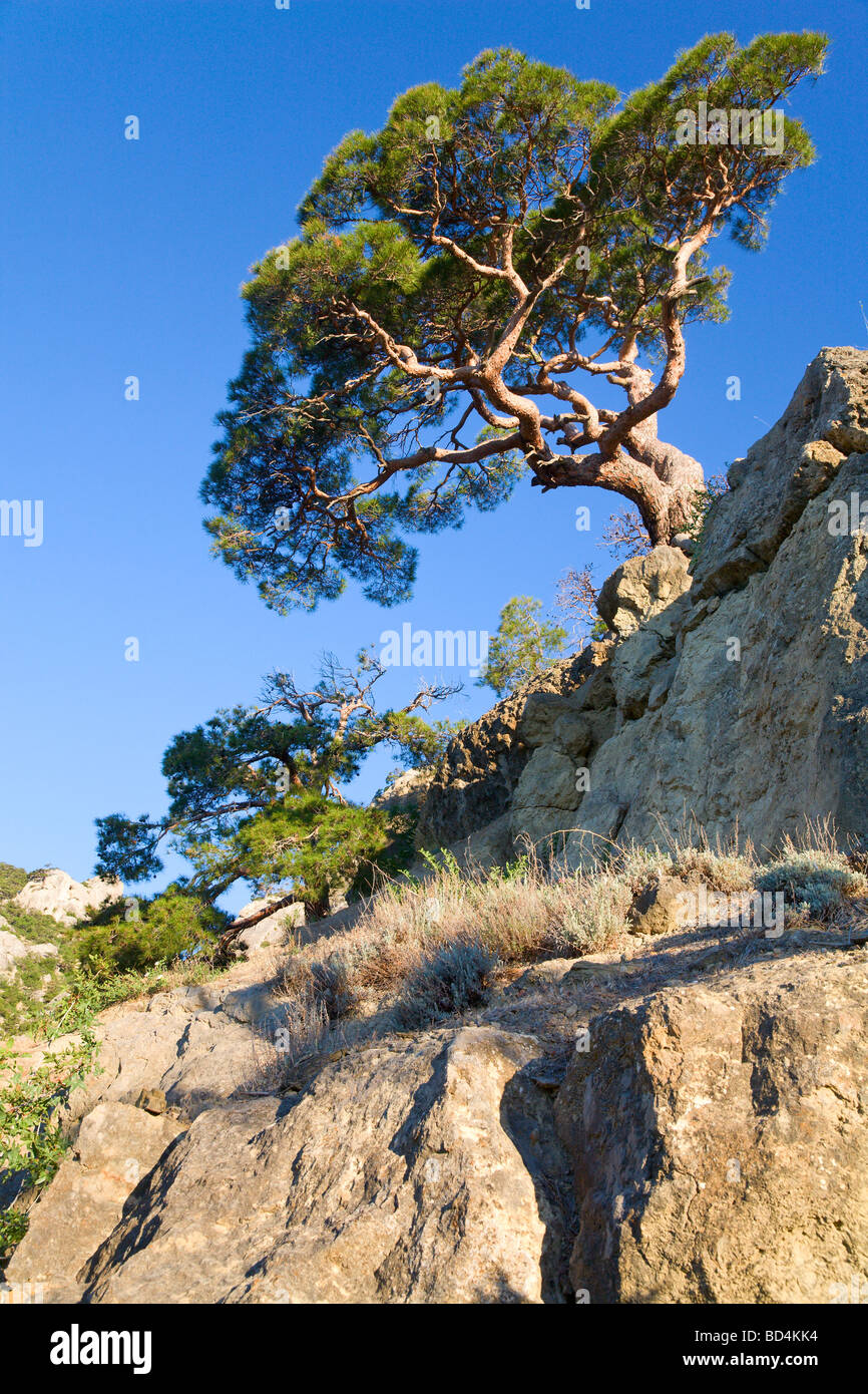 juniper tree on rock on sky background ("Novyj Svit" reserve, Crimea ...