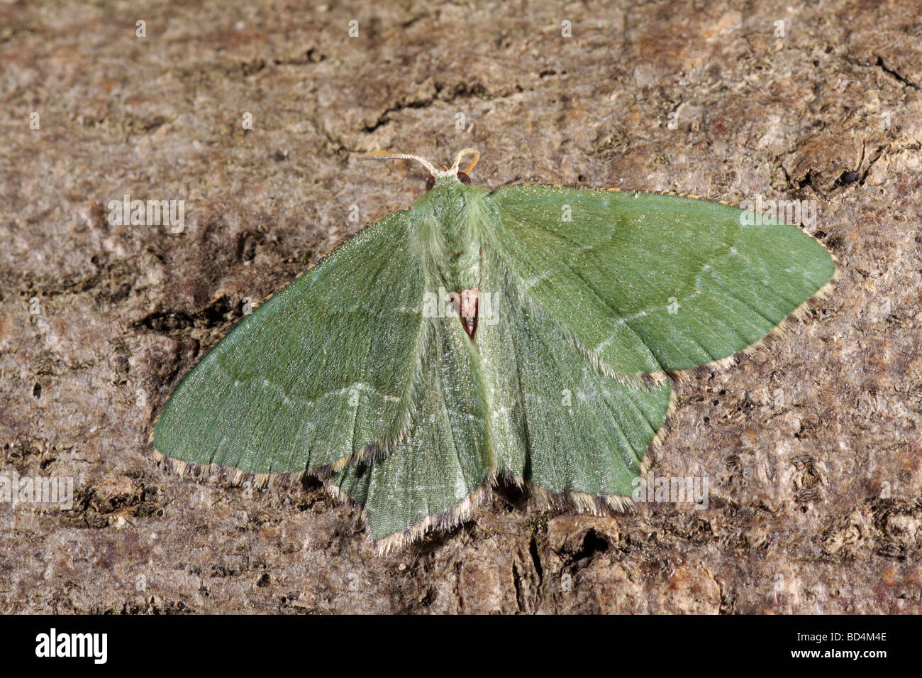 Common emerald moth hi-res stock photography and images - Alamy