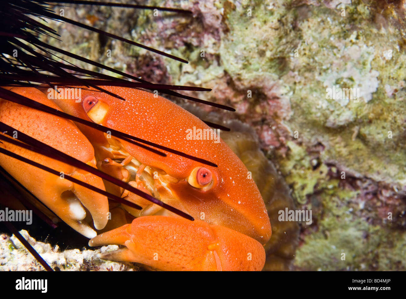Round crab (Carpilius convexus) hiding behind sea urchin Stock Photo ...