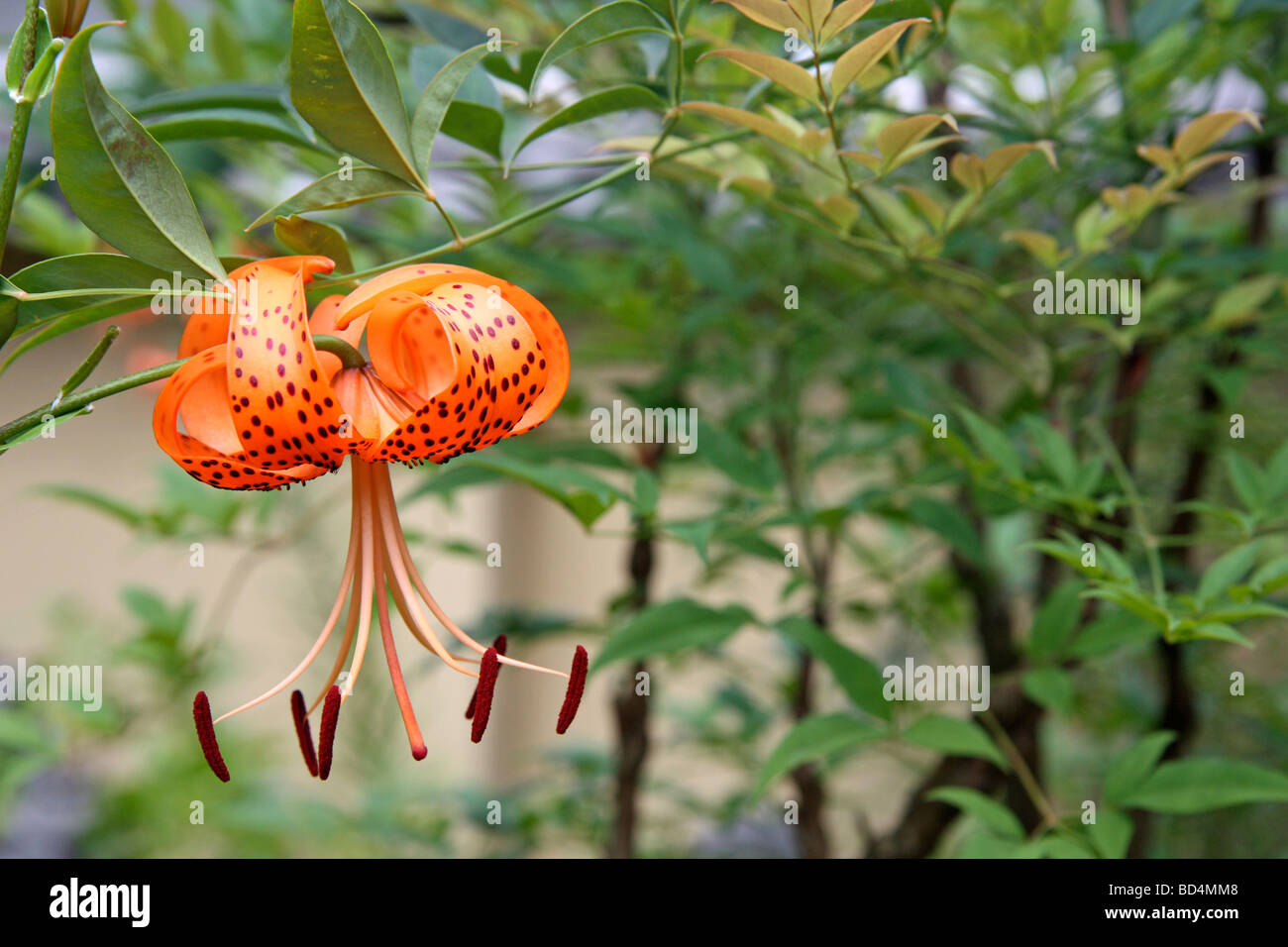 Tiger lily (Lilium tigrinum) near Arashiyama, Kansai, Japan Stock Photo ...