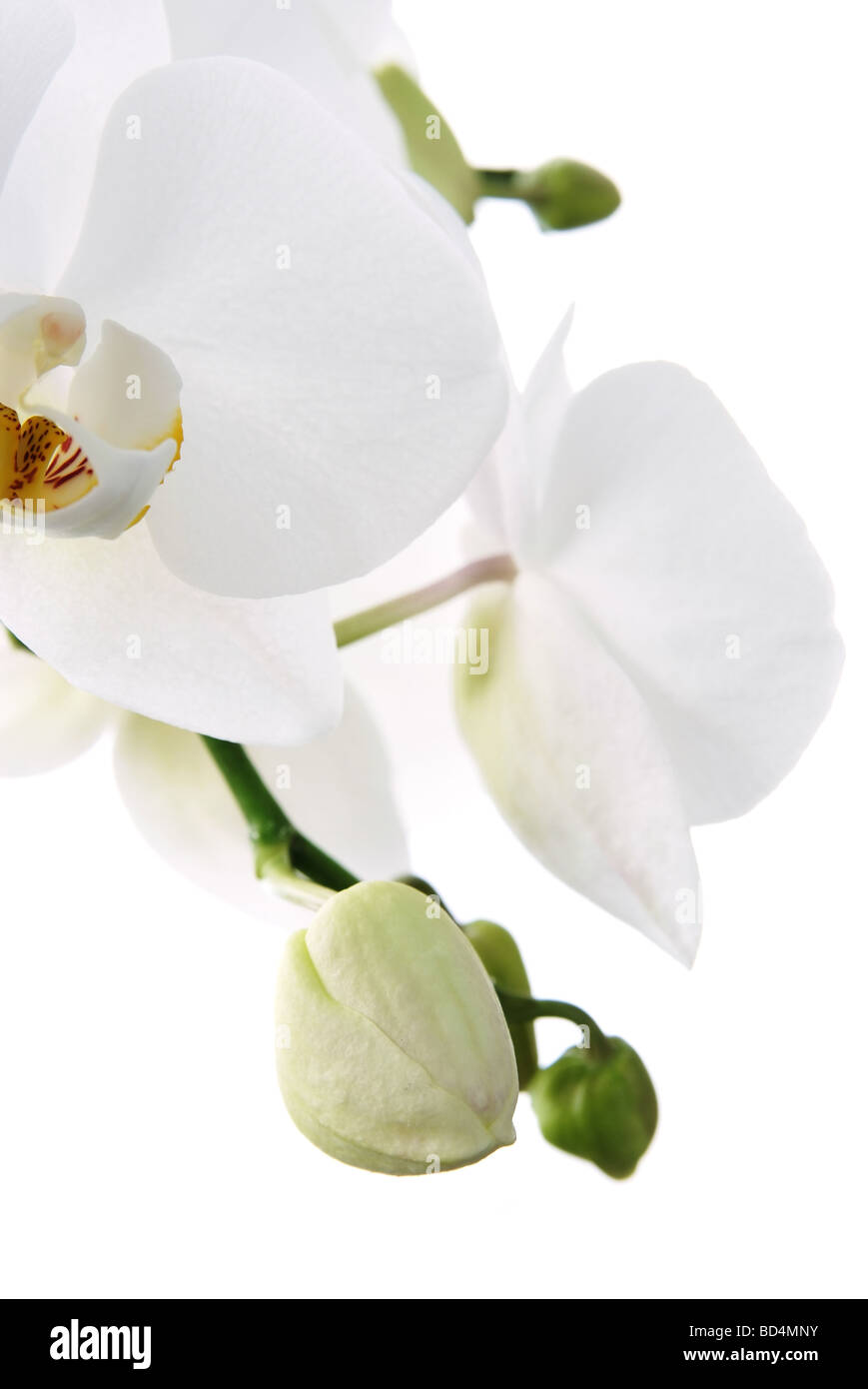Branch of white orchids isolated on white background Stock Photo - Alamy