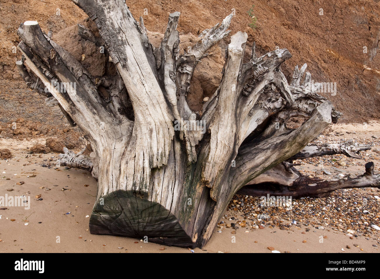 Tree stump on a beach that has fallen from a cliff face, caused by ...