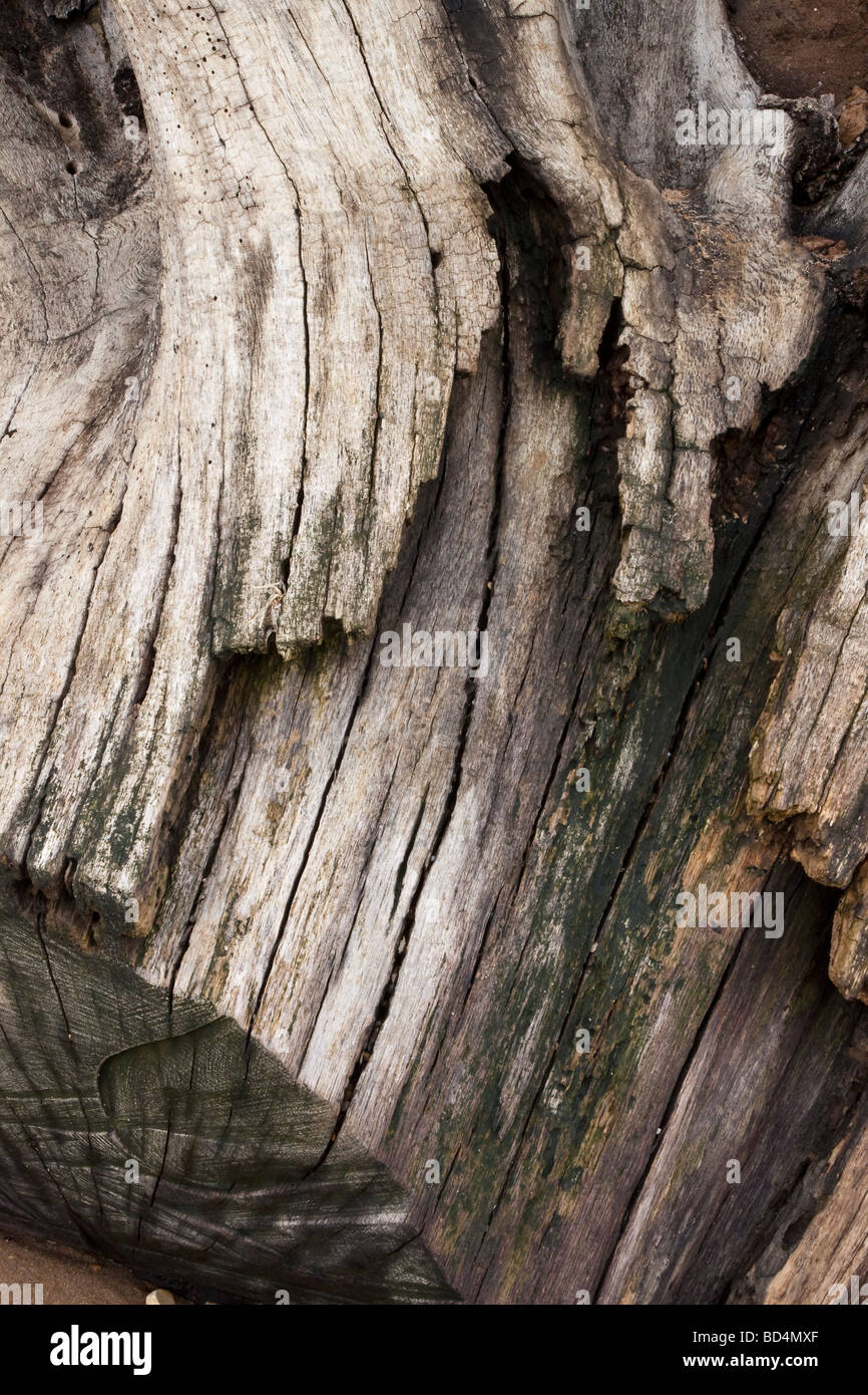 Tree stump on a beach that has fallen from a cliff face, caused by ...