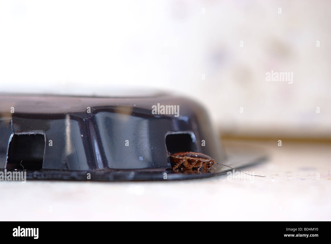 German Cockroach High Resolution Stock Photography and Images - Alamy