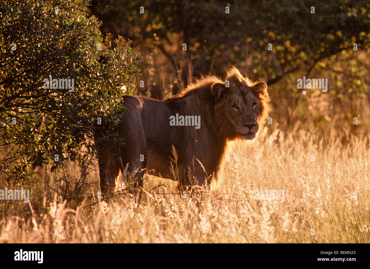 Lion spraying Natal Phinda South Africa Stock Photo - Alamy