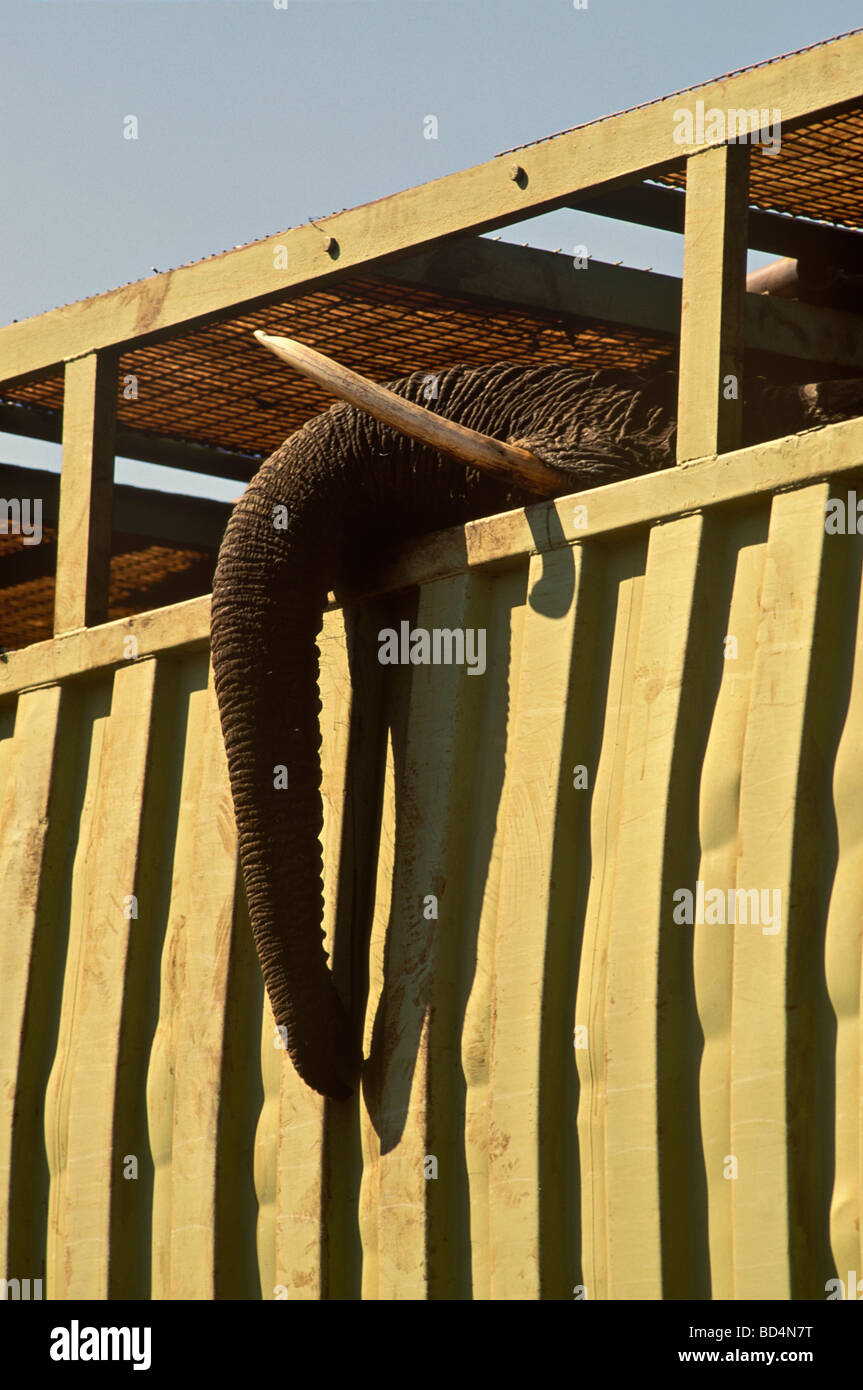 Elephant capture Kruger South Africa Stock Photo - Alamy