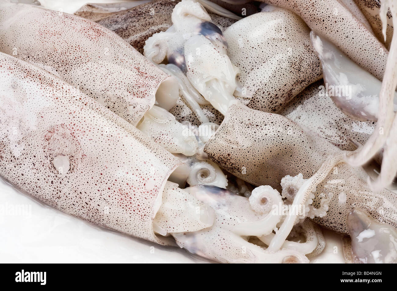 group of died squid Stock Photo - Alamy