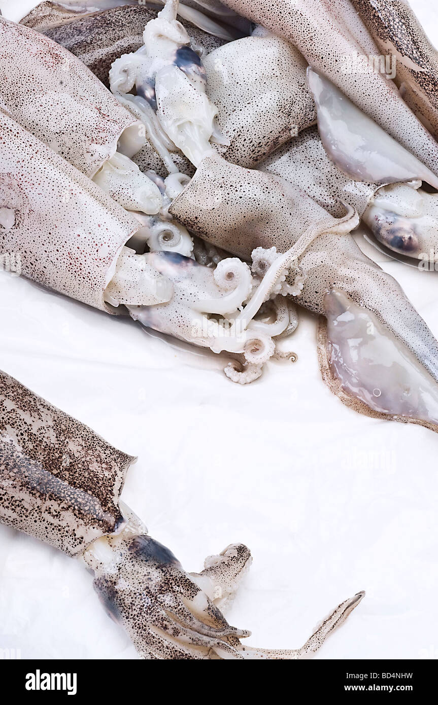 died fish (squid) on a paper food Stock Photo - Alamy