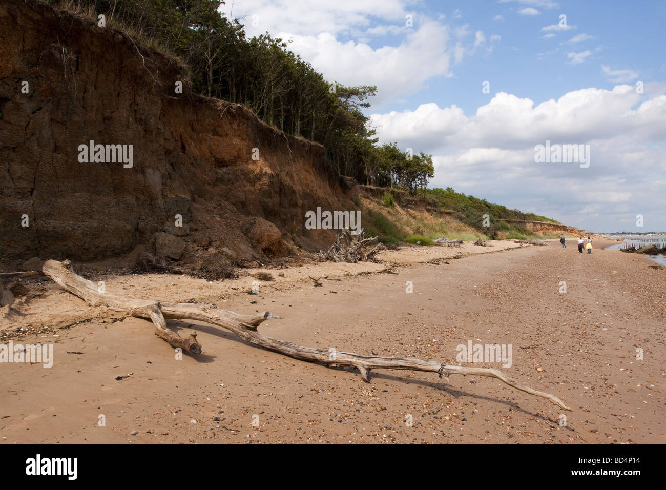 Crumbling cliff face and exposed tree roots caused by coastal erosion ...