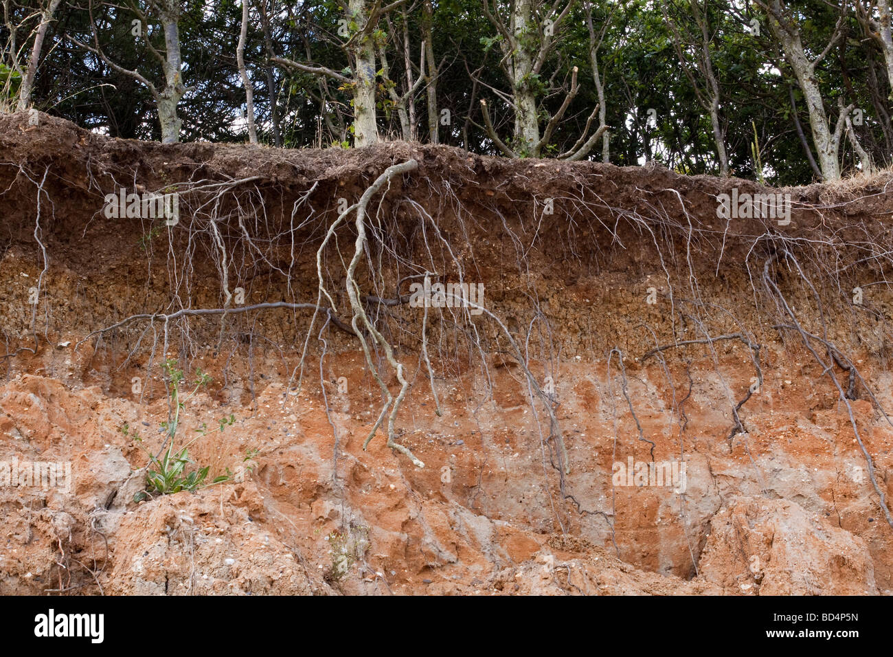 Crumbling cliff face and exposed tree roots caused by coastal erosion ...