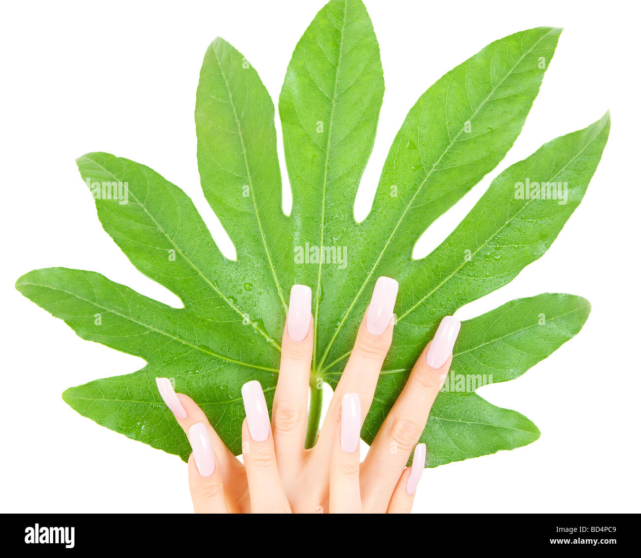 picture of female hands with green leaf over white Stock Photo - Alamy