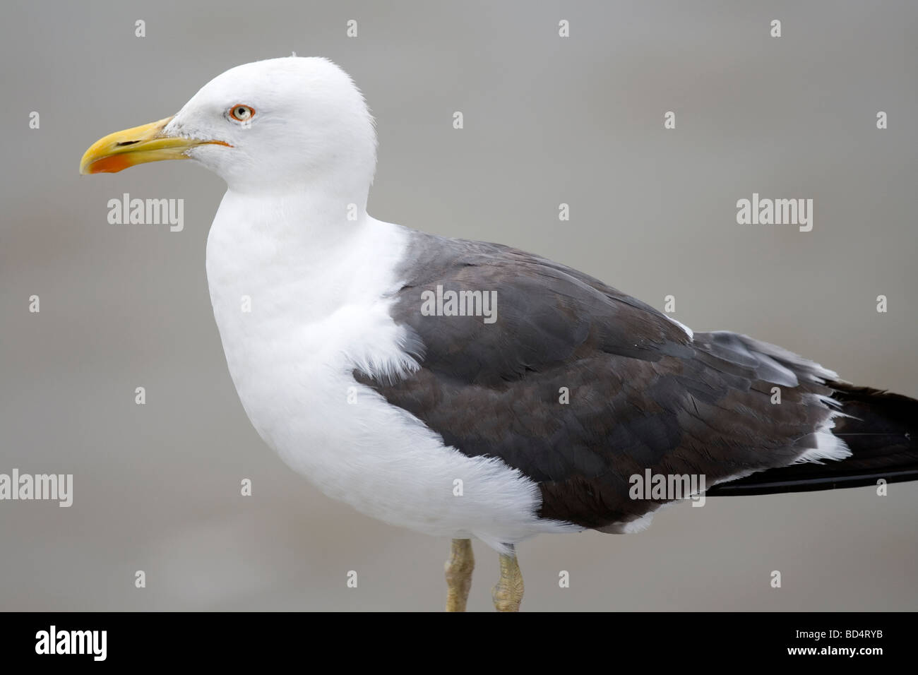 Black backed sea gull hi-res stock photography and images - Alamy