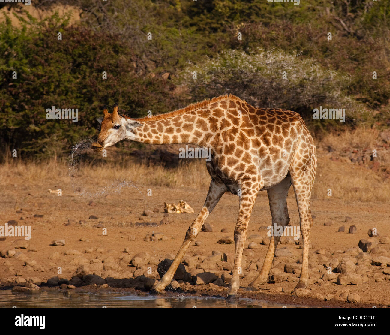 Giraffe rocks hi-res stock photography and images - Alamy