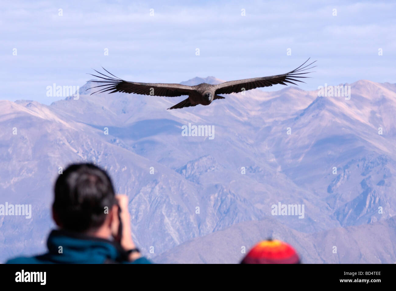 flying condor at Colca Canyon, near Chivay, Peru, South America Stock ...