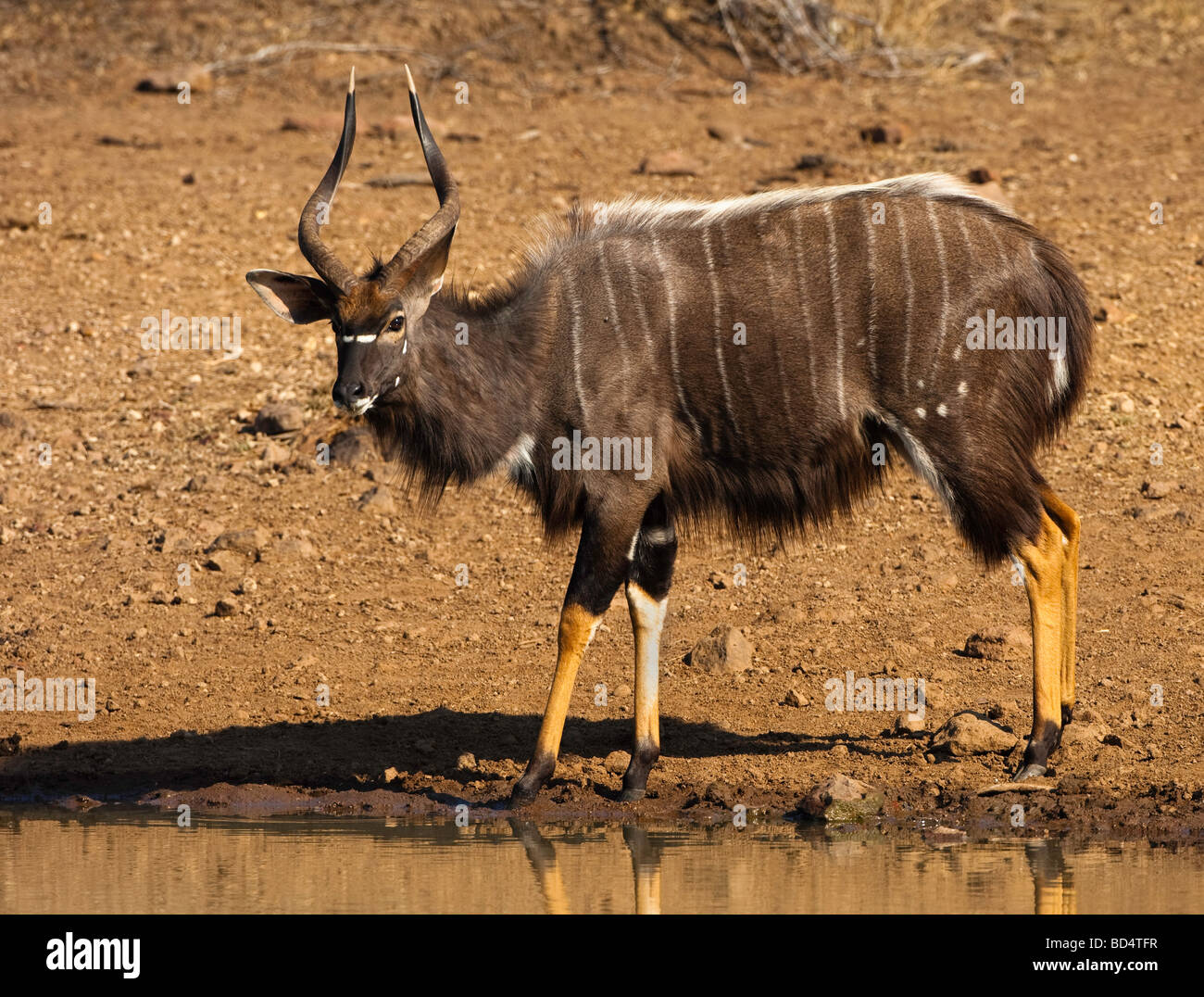 Nyala hi-res stock photography and images - Alamy