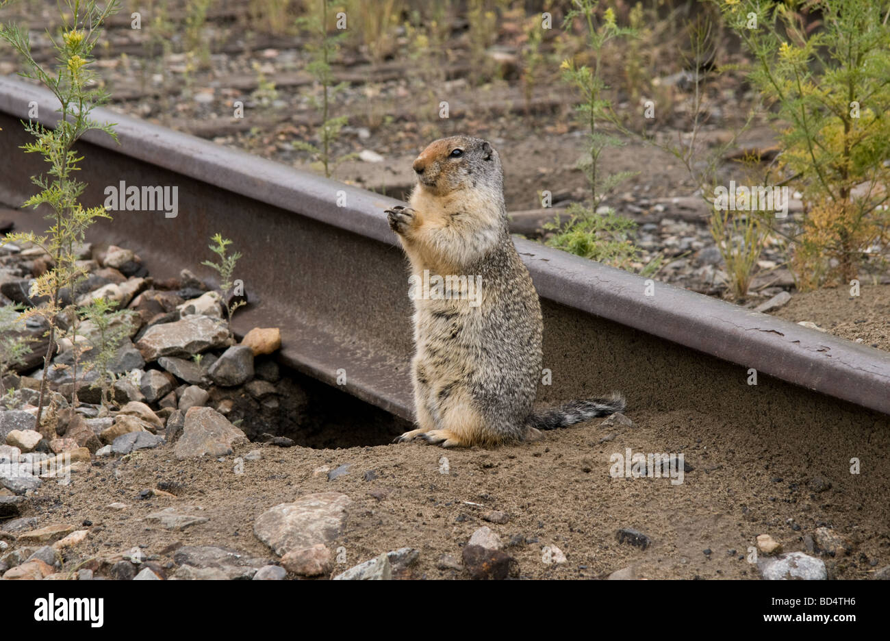 Ground squirrel keeping guard above ground at Banff Railway Station ...