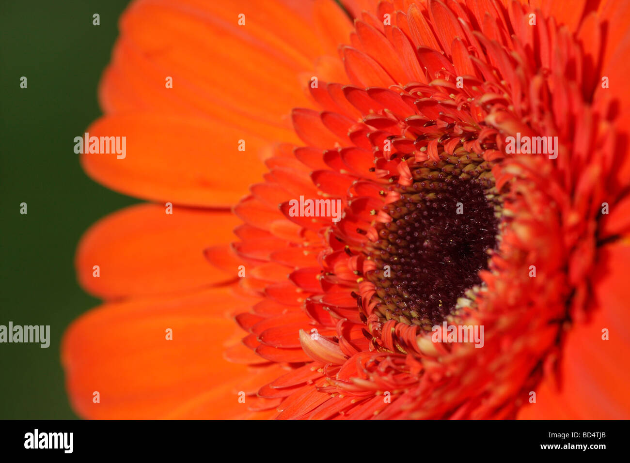 Orange gerbera flower on green background Stock Photo - Alamy