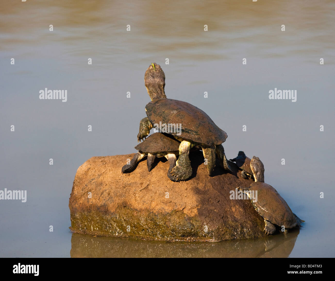 Terrapin in the water hi-res stock photography and images - Alamy