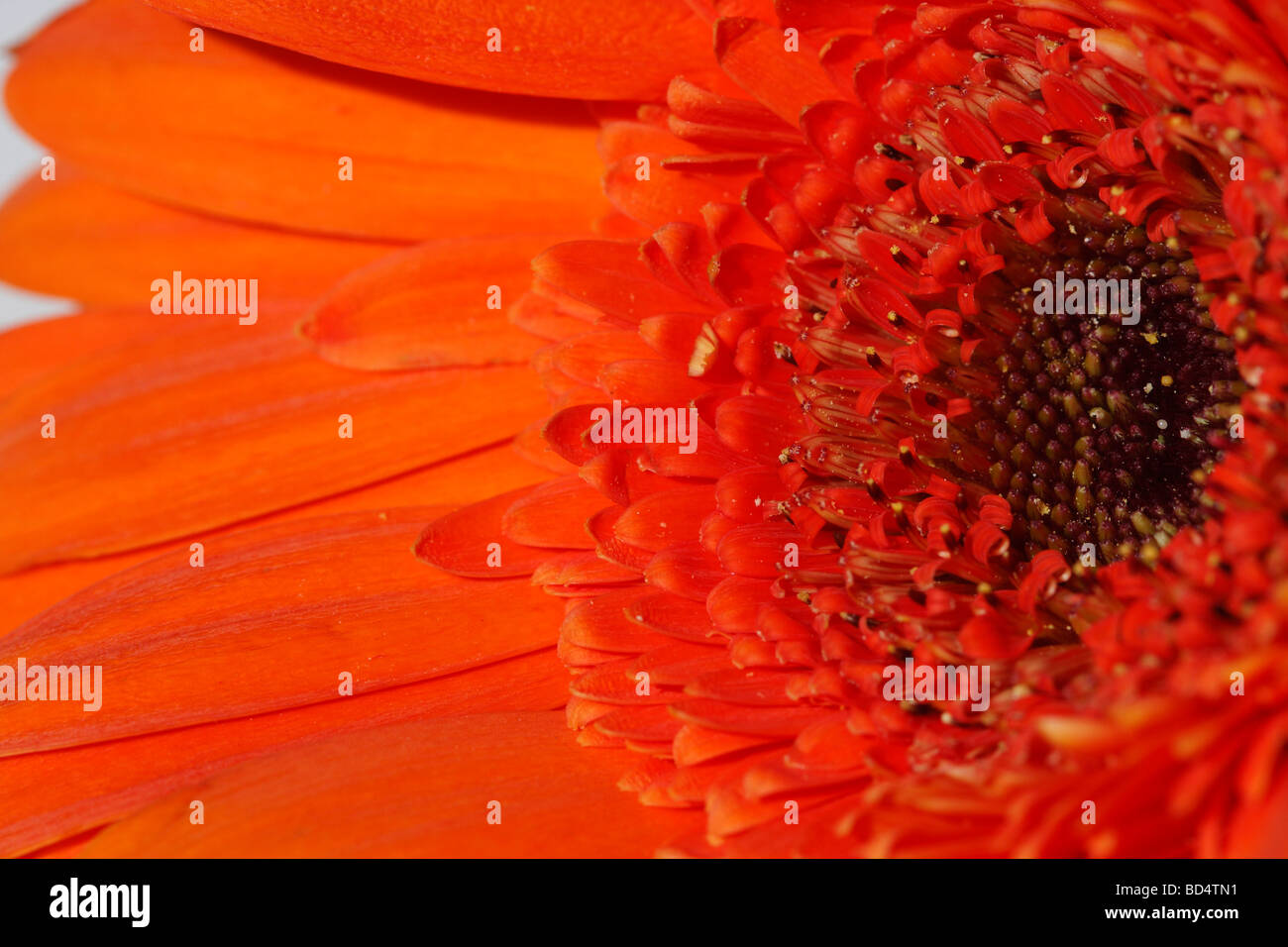 Gerbera Daisy red flower full background flowers macro aristic floral ...