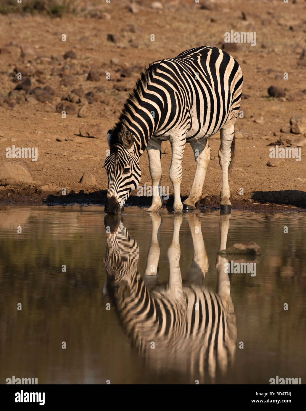 Zebra drinking water with reflection hi-res stock photography and ...