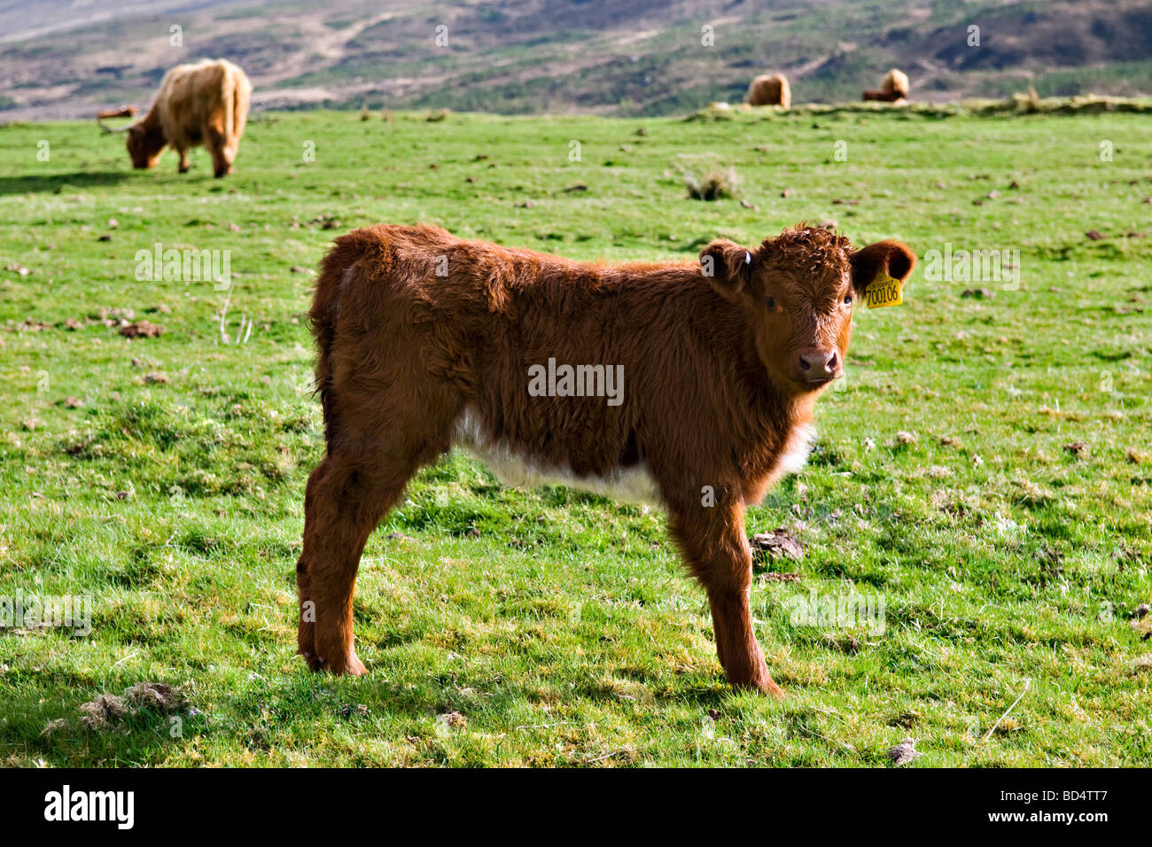 Young highland cow calf stood in field with adult highland cows in ...
