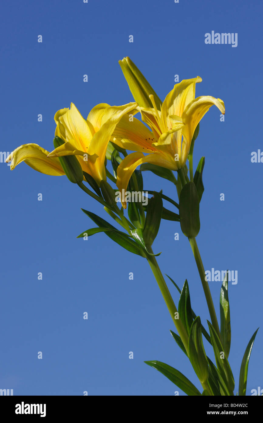 Single Lilium lily yellow flowers low angle on blue sky background ...