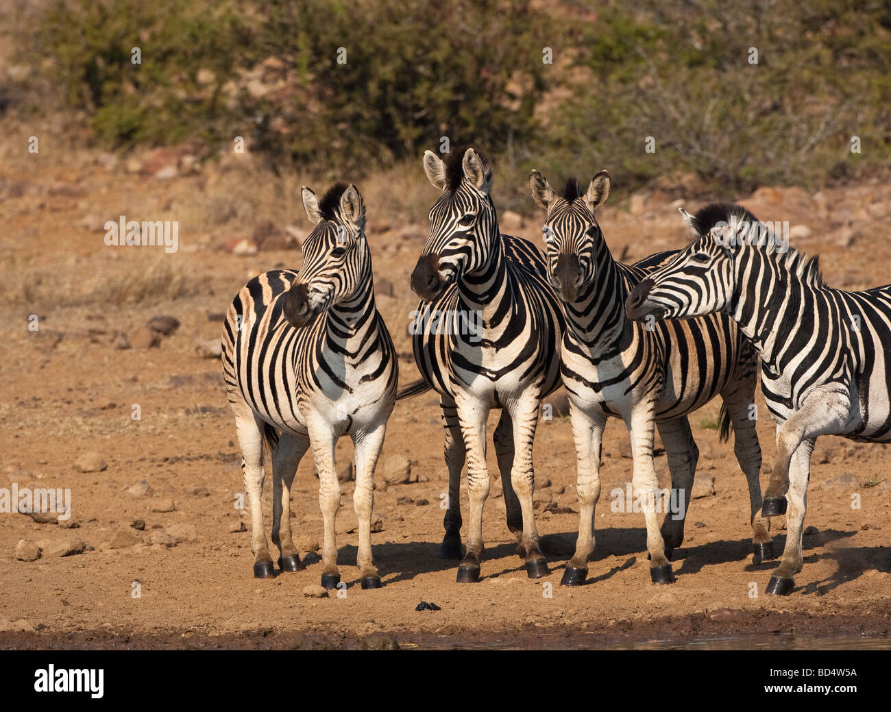Zebra hi-res stock photography and images - Alamy