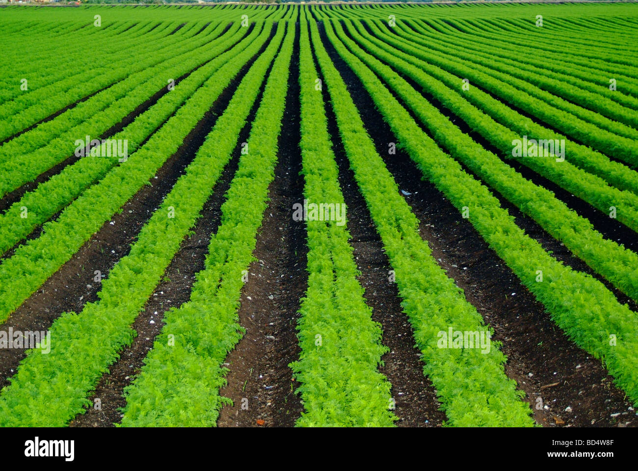 rows of carrots in a field Stock Photo - Alamy
