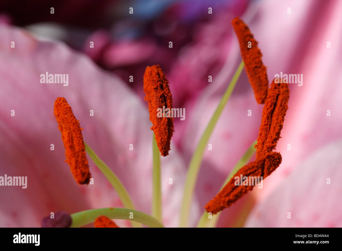 Lilium pattern hi-res stock photography and images - Alamy