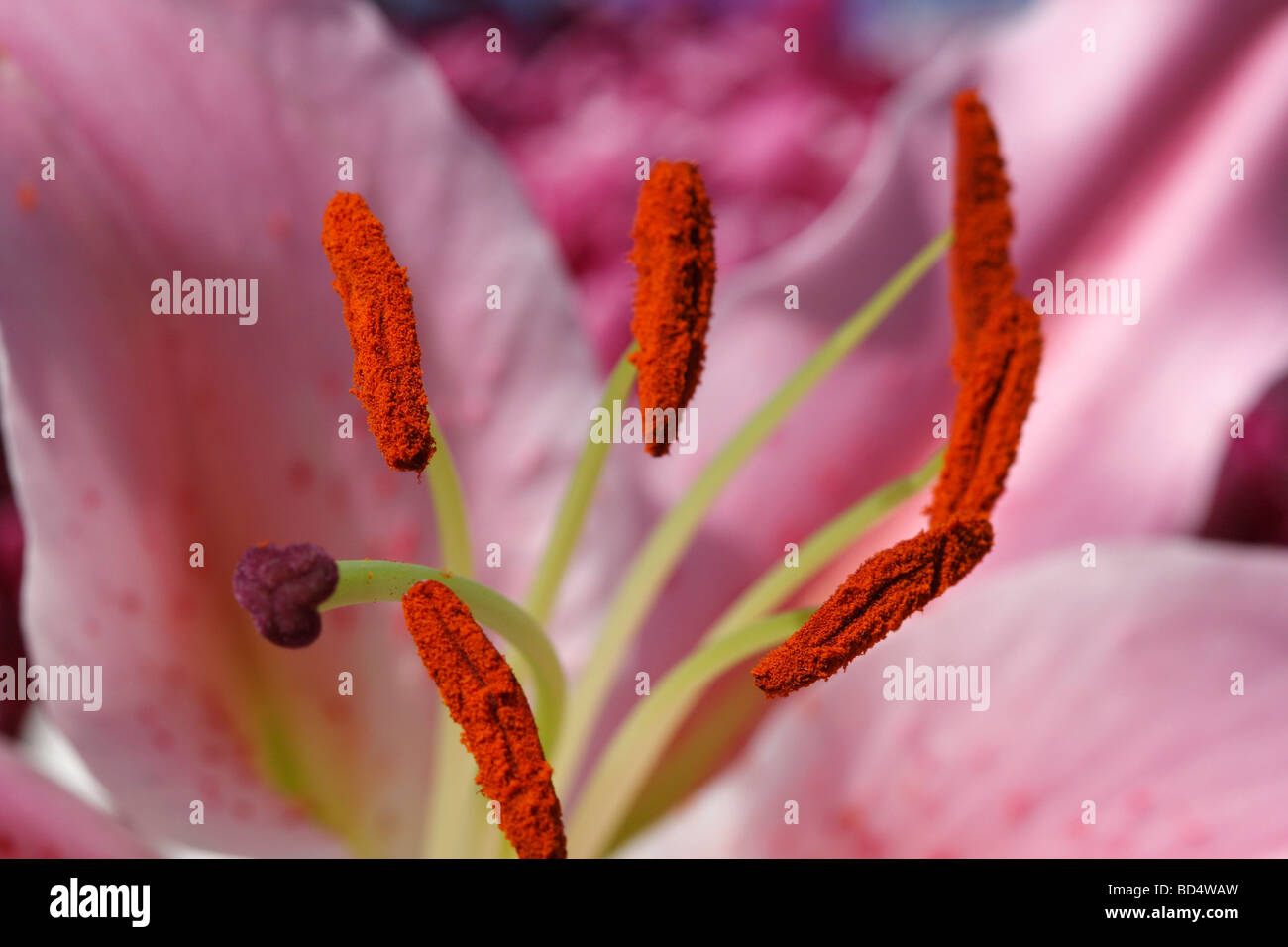 Single Lilium lily pink flower stamen pistil from above overhead close up nobody closeup macro ...