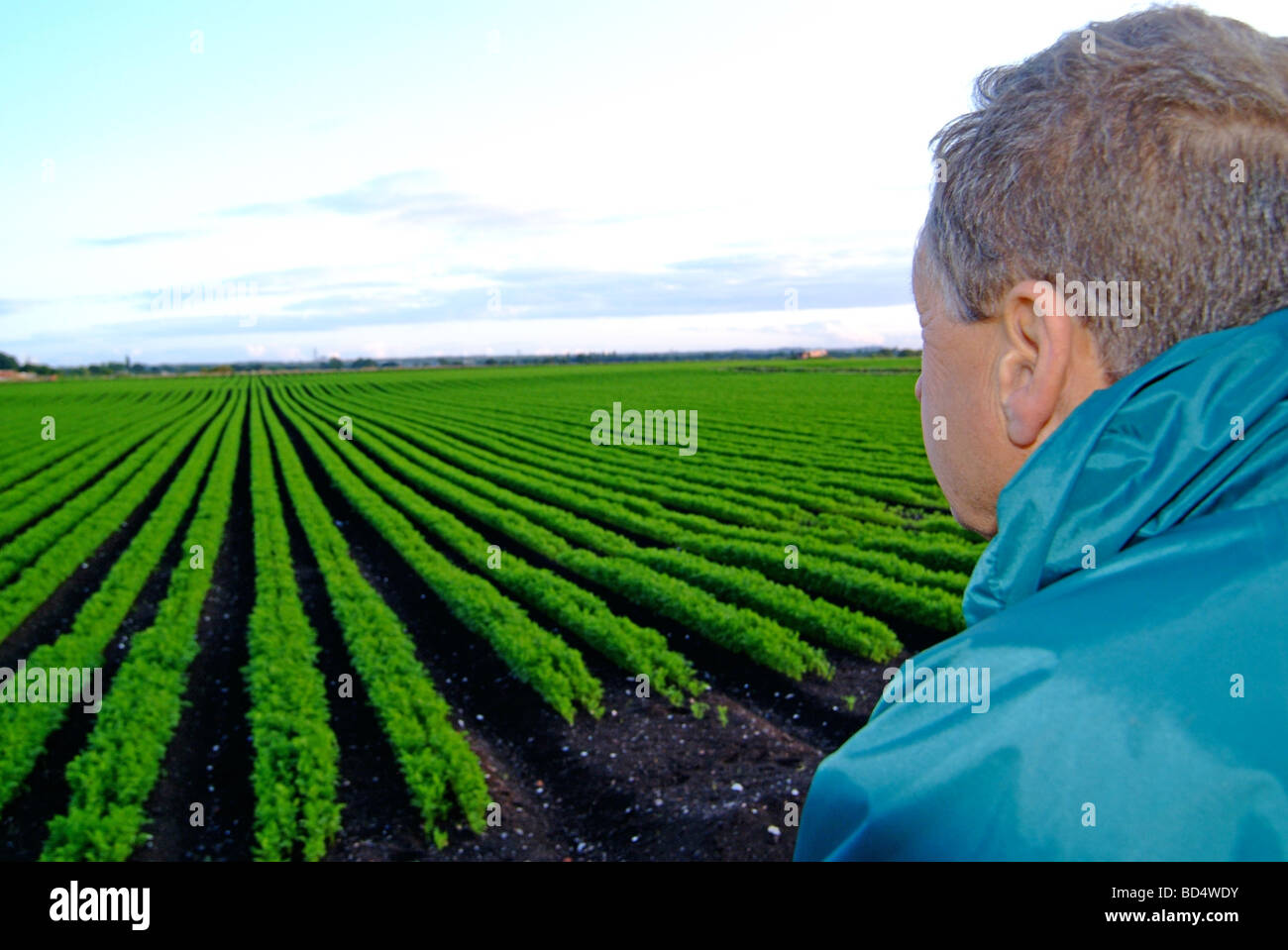 a farmer looking over a field of carrots Stock Photo - Alamy
