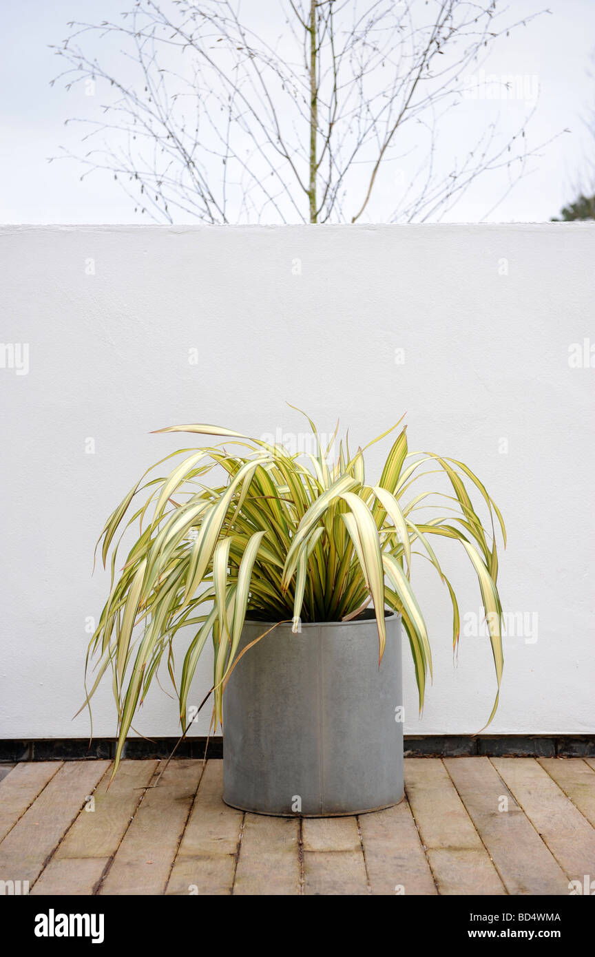 Modern Outdoor Pot Plants